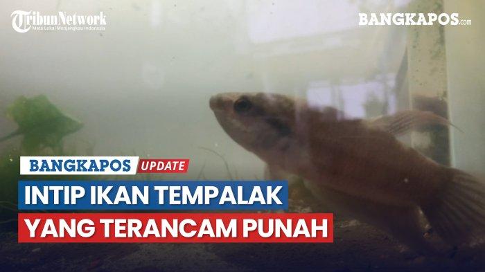Inilah Tujuh Ikan Endemik Bangka Belitung, dari Tempalak Mirah Sampai ...