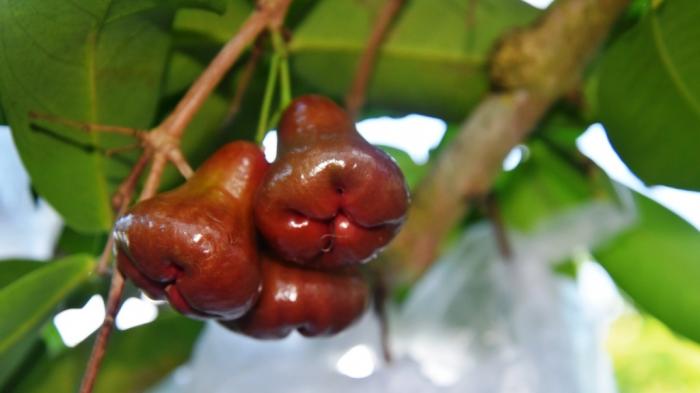 Jambu Cincalo Bisa Jadi Ikon Kota Sungailiat - Bangkapos.com