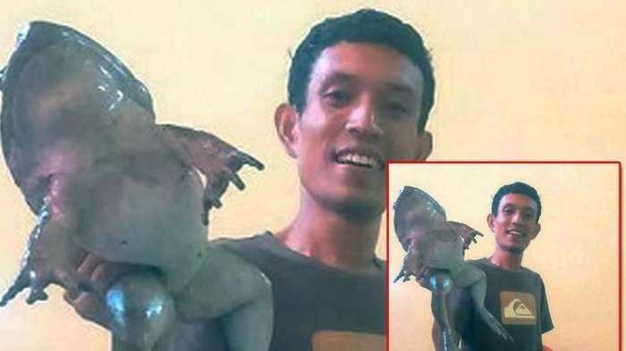 Warga Sulawesi Tangkap 9 Katak Raksasa Ukurannya Ada yang Sebesar Ayam ...