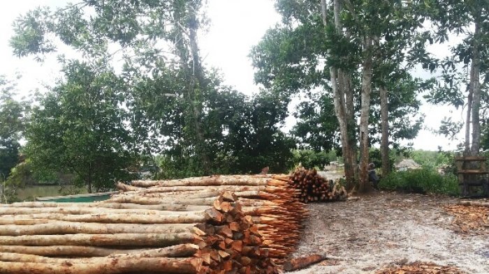 Kayu Nyirih di Hutan Bakau DAS Perimping Ditebangi Untuk Junjung Sahang ...