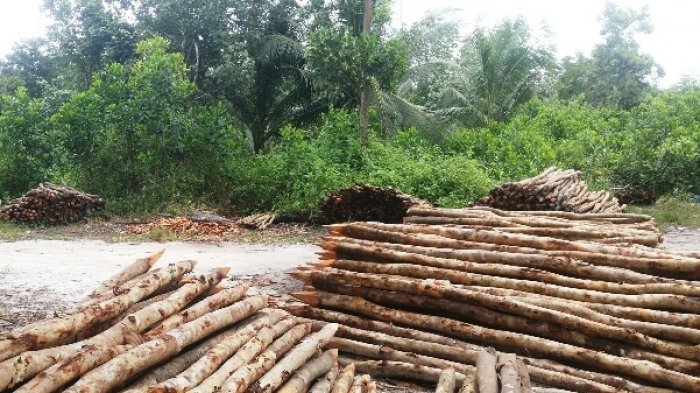 Mengintai Air Pasang Baru Bisa Berburu Kayu Nyirih - Bangkapos.com