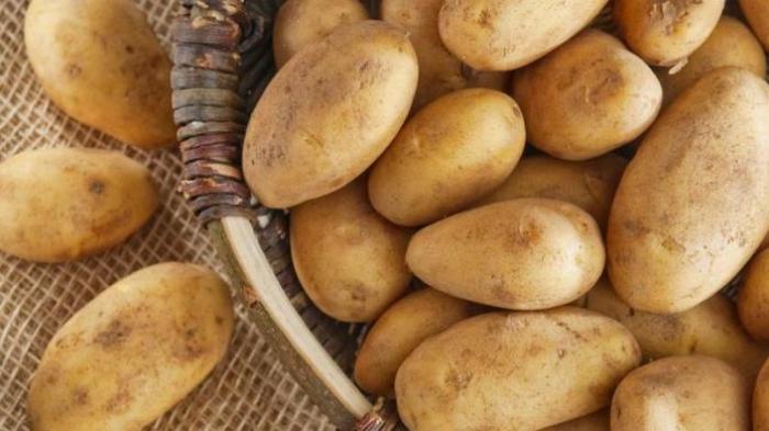 Hemat Tempat dan Bisa di Mana Saja, Ini Cara Menanam Kentang di Pot ...