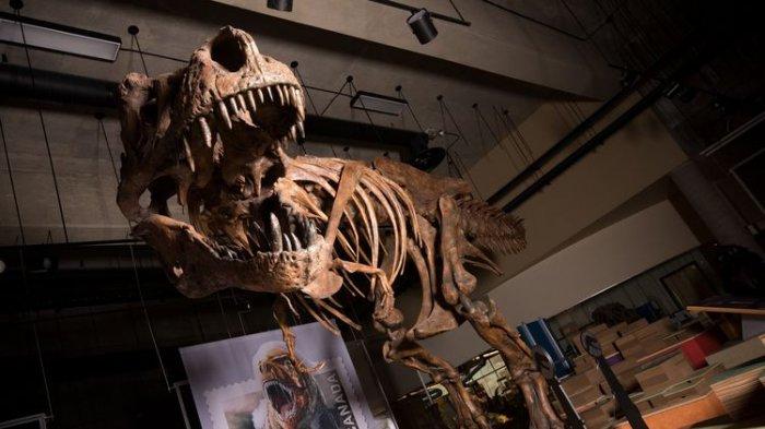 Ini T-rex Terbesar yang Pernah Ditemukan, Bobotnya 8,8 Ton - Bangkapos.com