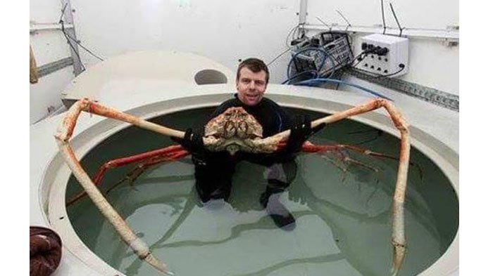 Kepiting Raksasa Ini Berukuran 3,9 Meter dan Beratnya Capai 19 Kilogram ...