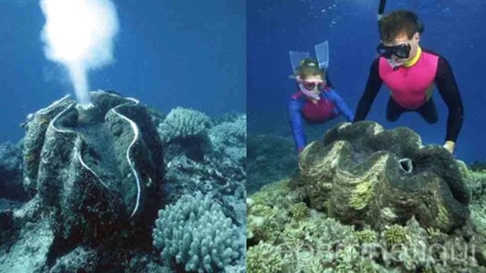 Inilah Kerang Raksasa Kima yang Dimasak Dua Presenter Cantik hingga ...