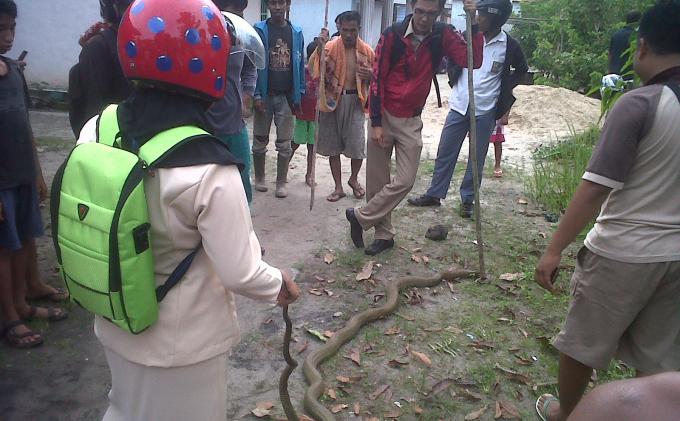 Ular Sendok Penyebab Kematian Tito Dicincang-cincang - Bangkapos.com