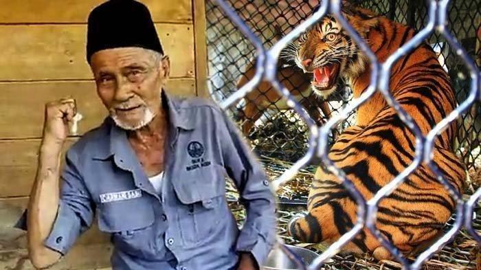 Kisah Kakek 83 Tahun Pawang Harimau yang Bisa Taklukkan si Raja Rimba ...