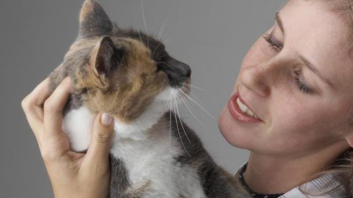 Mengapa Anjing dan Kucing Suka Dielus Kepalanya, Ini Penjelasannya ... Mengapa Anjing dan Kucing Suka Dielus Kepalanya, Ini Penjelasannya ...