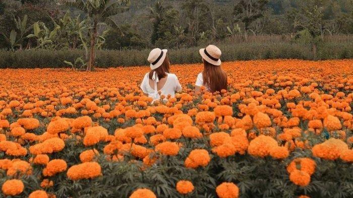 7 Manfaat Bunga Calendula Bagi Kesehatan - Bangkapos.com