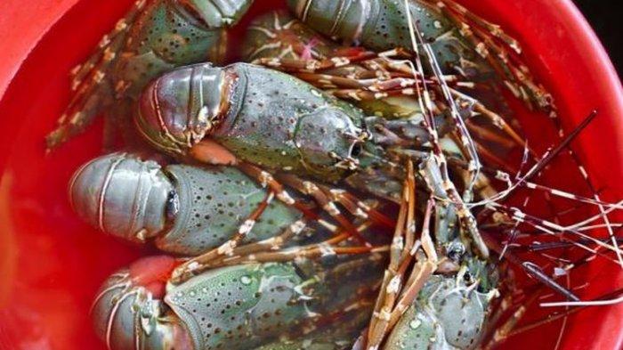 SOAL Ekspor Bibit Lobster : Susi Keberatan Edhy Buka Kembali, Presiden Jokowi Beri Penjelasan ...