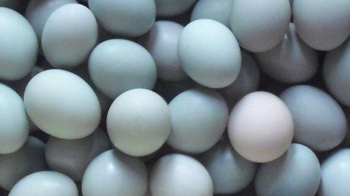 Manfaat Mengkonsumsi Telur Bebek, Benarkah Bisa Kuat? Berikut ...