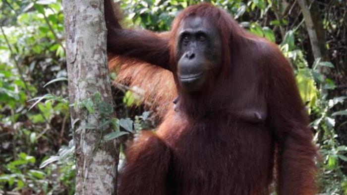Kejamnya, Kebun Binatang Tampilkan Pertandingan Tinju Orangutan Pakai ...