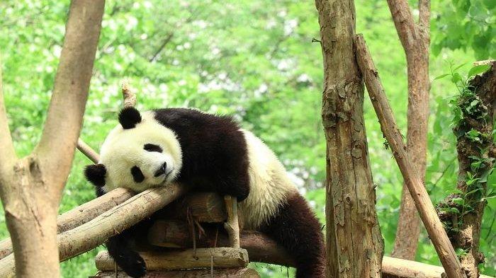 Serba-serbi Hewan: Kenapa Panda Tidak Makan Daging - Bangkapos.com