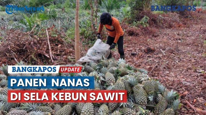 Panen Nanas di Sela-sela Kebun Kelapa Sawit Menguntungkan Petani - Bangkapos.com