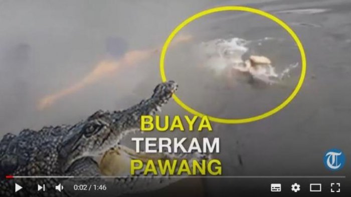 5 Fakta Buaya di Muara Jawa yang Mangsa Seorang Remaja dan Pawang, Inilah Keanehannya ...