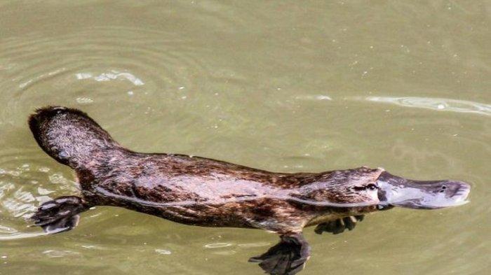 MENGENAL Platipus Spesies Asli Australia yang Terancam Punah ...