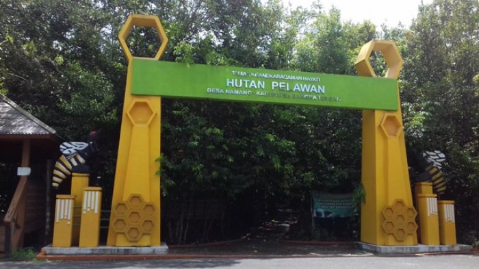 Selain Wisata Hutan Pelawan, Suasana Malam Juga Menjadi Daya Tarik ...