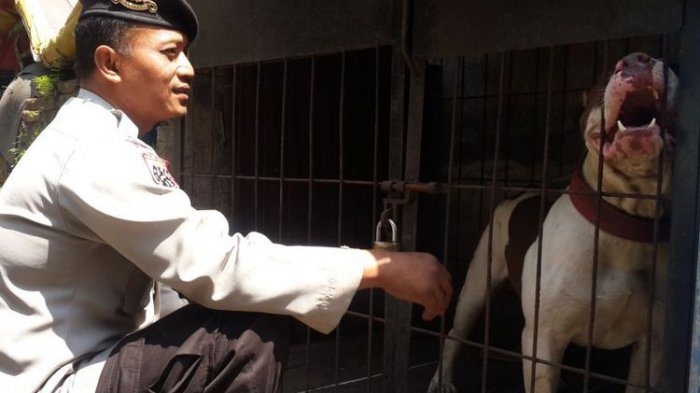 5 Langkah Melindungi Diri dan Melawan Balik Serangan Anjing - Bangkapos.com