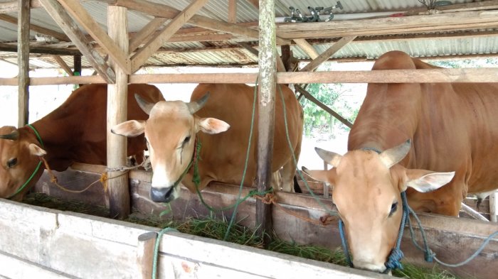 Jelang Lebaran, Omzet Rumah Potong Sapi Misno Meningkat 50 Persen ...