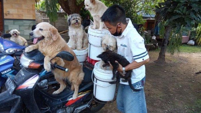 VIDEO Pengendara Motor Bonceng 6 Anjing Sekaligus, Begini Pengakuan ...
