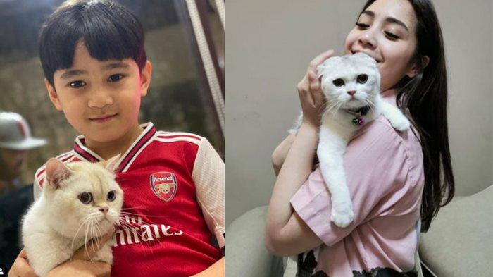 KUCING Nagita Slavina dan Rafathar Bebas Penyakit Tokso, Ini Bahaya ...