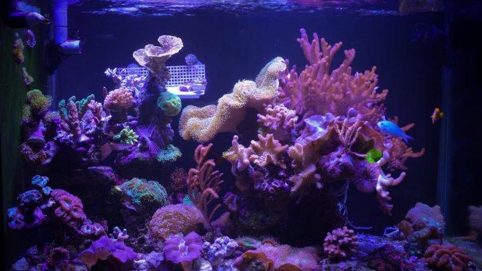 Menengok Reef Tank Milik Pengohobi Karang dan Ikan Hias di Bangka ...