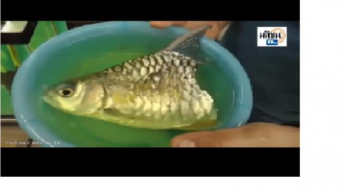 Keajaiban, Ikan Separuh Badan Ini Bertahan Hidup Hingga Enam Bulan ...