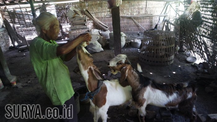 Nenek Ini Bahagia Tinggal Satu Atap Bareng Tiga Kambing Bangkapos