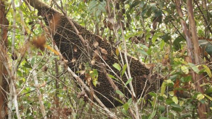 Uniknya Madu Pelawan Khas Bangka, Butuh Waktu Empat Tahun Untuk Sekali ...