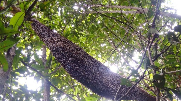 Lebah Terbaik Se Asia, Apis Dorsata Bisa Ditemukan Di Hutan Namang ...