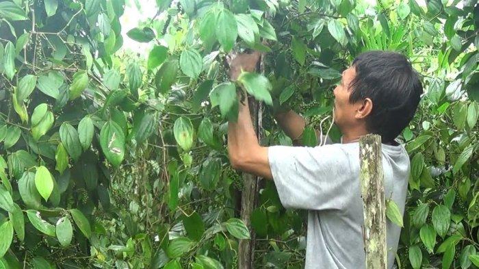 Meski Ladanya Bisa Terjual Hampir Rp 1 Miliar, Petani Lada Bangka ...