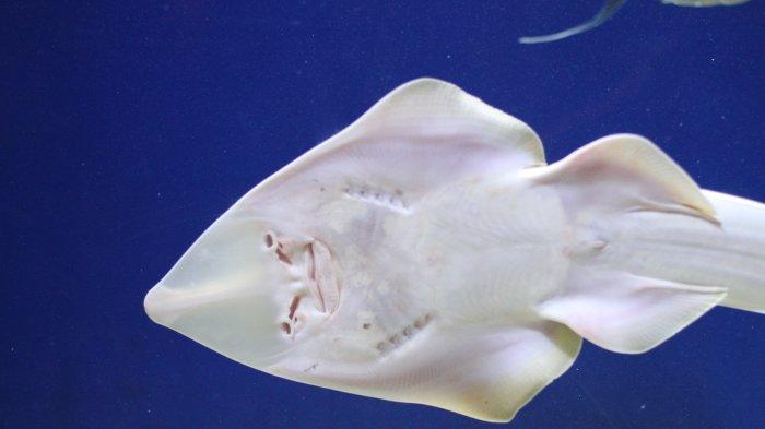 Sempat Viral, Ternyata Ini Jenis Ikan Pari yang Disebut-Sebut Berwajah ...