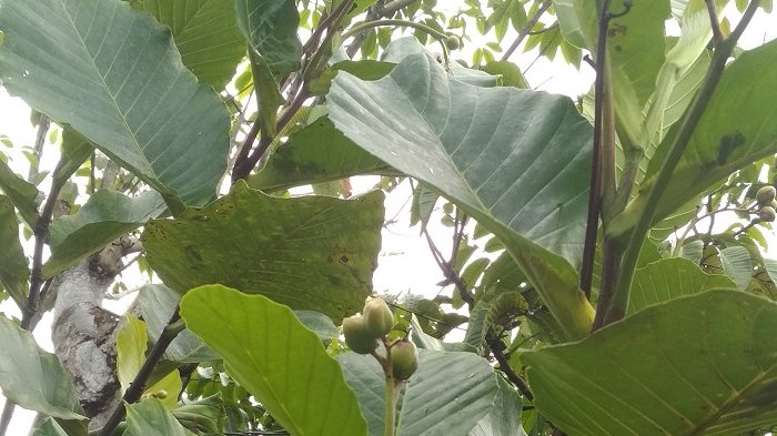 Nikmatnya Lontong Daun Simpur, Rasa Khas Wanginya Terasa - Bangkapos.com