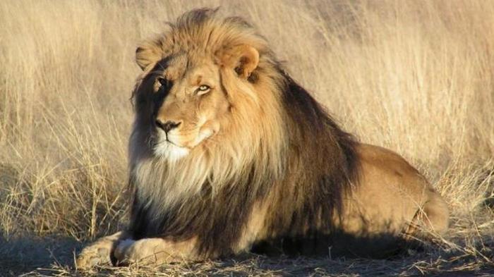 IBU Ini Nekat Bertarung Hidup dan Mati Demi Selamatkan Anaknya yang ...