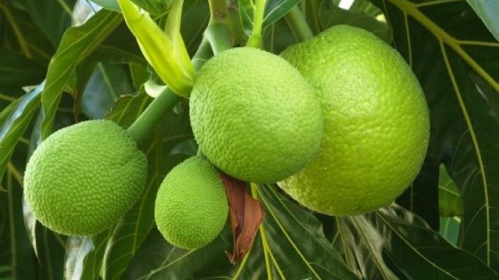 Tak Hanya Enak Jadi Camilan, Ini Dia 10 Manfaat Sukun yang Jarang ...