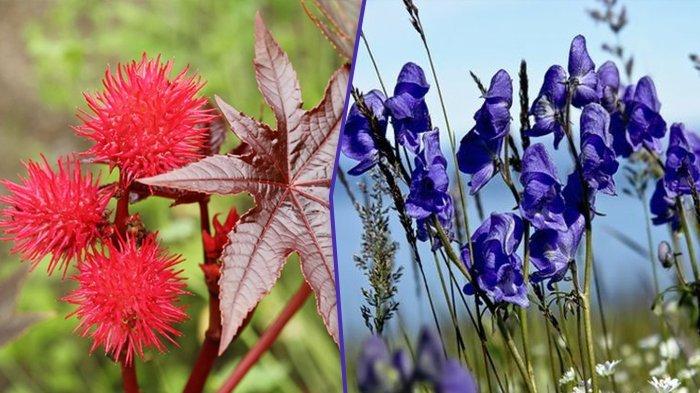 Bentuknya Cantik dan Indah, 6 Tanaman Bunga Ini Mengeluarkan Racun ...