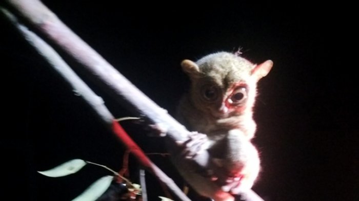Kenali Mentilin atau Tarsius, Hewan Maskot Bangka Belitung yang Kini ...