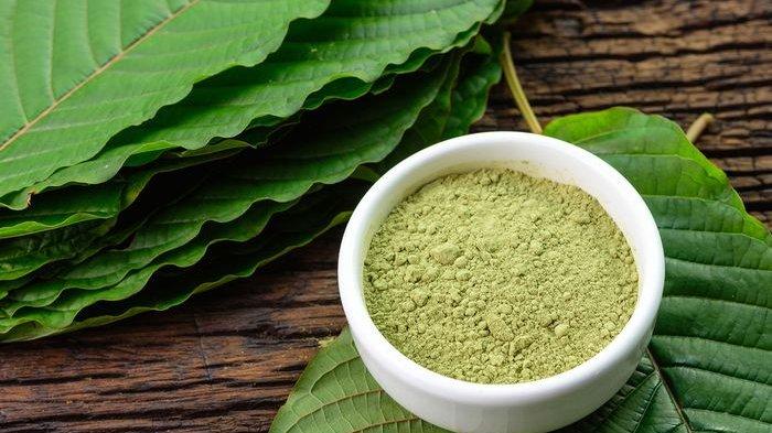 Apa Itu Kratom, Tanaman Asal Kalimantan yang Bisa Bikin Orang Seperti ...