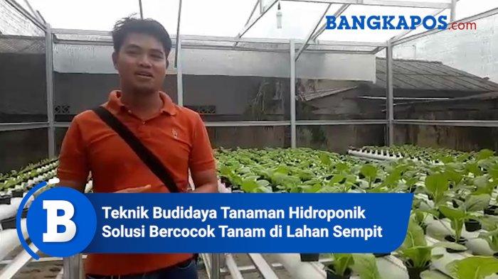 VIDEO: Teknik Budidaya Tanaman Hidroponik, Solusi Bercocok Tanam di Lahan Sempit - Bangkapos.com