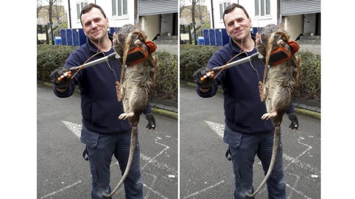 Kisah Ibu Teriak Ketakutan Melihat Anak Menjerit Digigit Tikus Raksasa ...