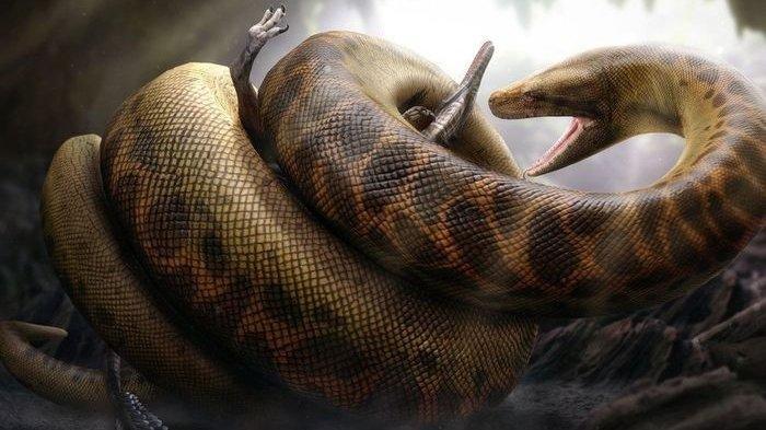 Ular Raksasa Ini Miliki Bobot 1,13 Ton Panjang 14,6 meter, Jadi ...