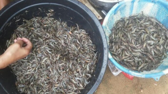 TIPS Memilih Udang Segar, Lihat Kepala hingga Tekan Daging - Bangkapos.com
