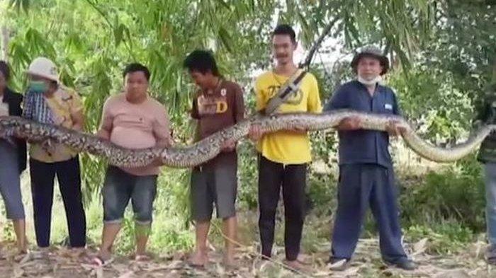 HEBOH, Ular Piton Raksasa Berhasil Ditangkap di Belakang Rumah Warga ...