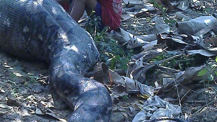Petani Temukan Ular Piton Raksasa Usai Makan Babi, Panjangnya 8 Meter ...