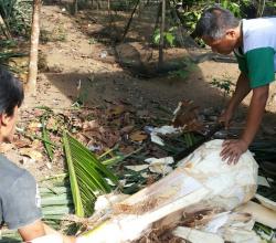 Sedapnya Sayur Umbut Sawit Muda Khas Kelapa - Bangkapos.com