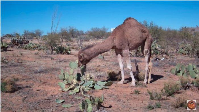 Unta Arab Layak Disebut Hewan Paling Tangguh, Kaktus Berduri Dikunyah ...