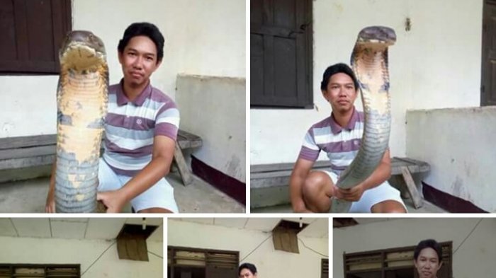 Viral, Pria Ini Memegang Ular King Cobra Super Besar - Bangkapos.com