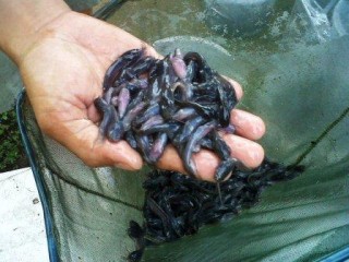 Hendra Kembangkan Ikan Lele Masamo - Bangkapos.com