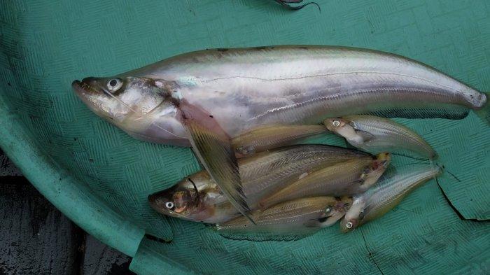 Ikan Lais, Predator yang Jadi Primadona di Kalangan Masyarakat Kalsel ...