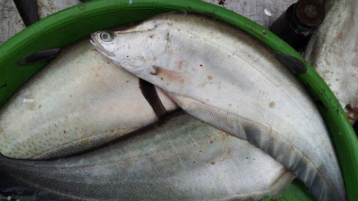 Mulai Langka dan Mahal, Begini Bentuk Ikan Pipih dan Cara Masyarakat ...